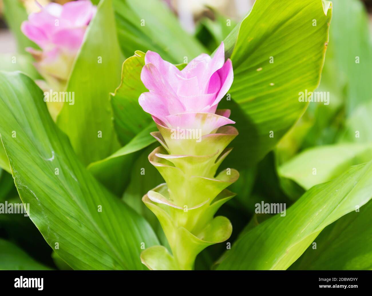 Is a biennial plant with roots in the soil. When the rainy season ...