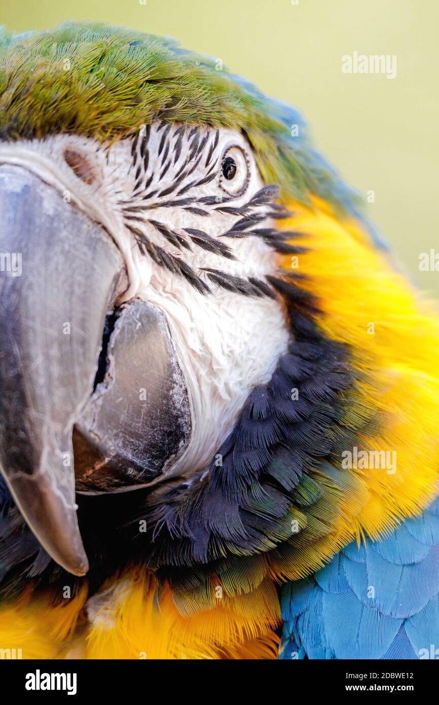 Blue parrot parott hi-res stock photography and images - Alamy