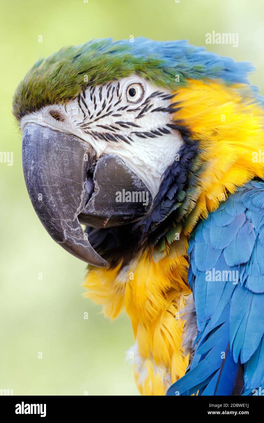 Blue parrot parott hi-res stock photography and images - Alamy