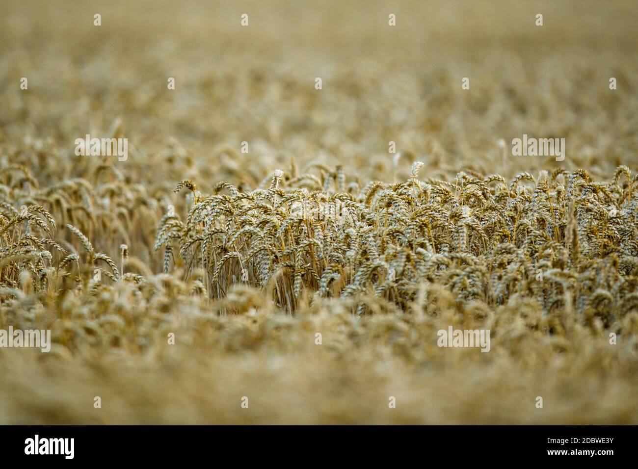 A golden field of wheat Stock Photo - Alamy