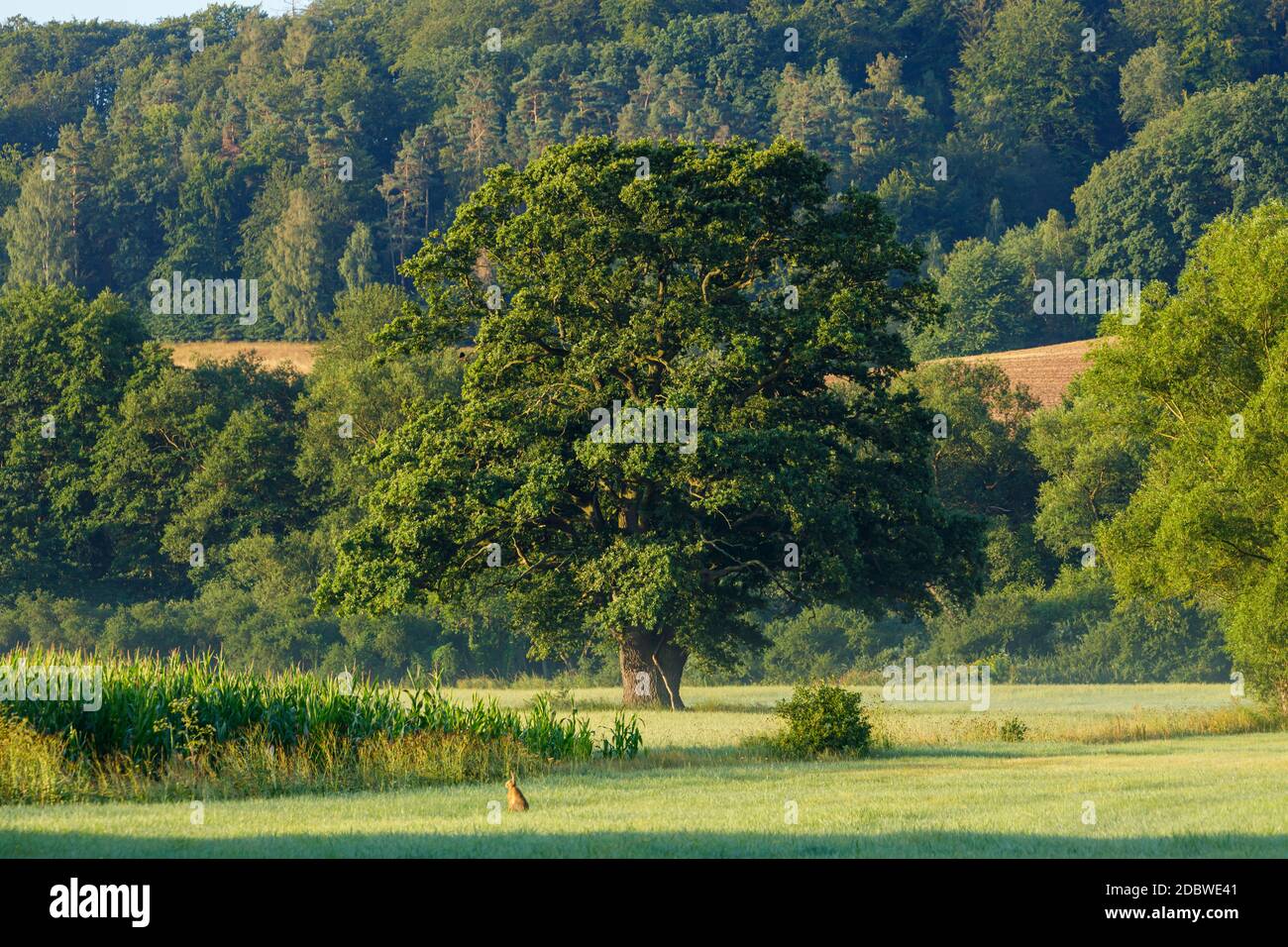 Old big Oak in the Werra Valley Stock Photo - Alamy