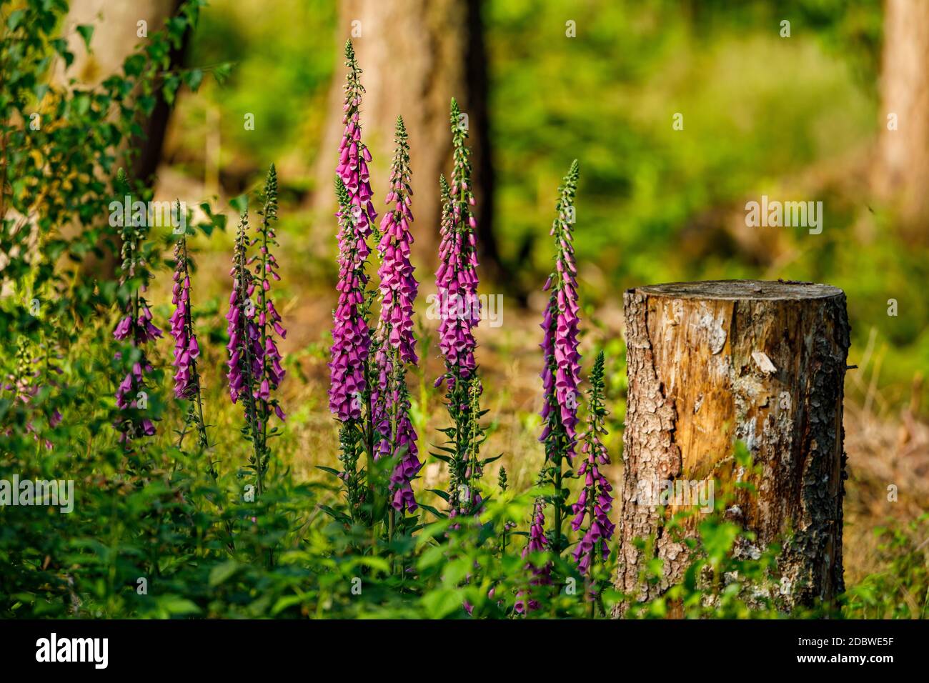 Thimble flower hi-res stock photography and images - Alamy