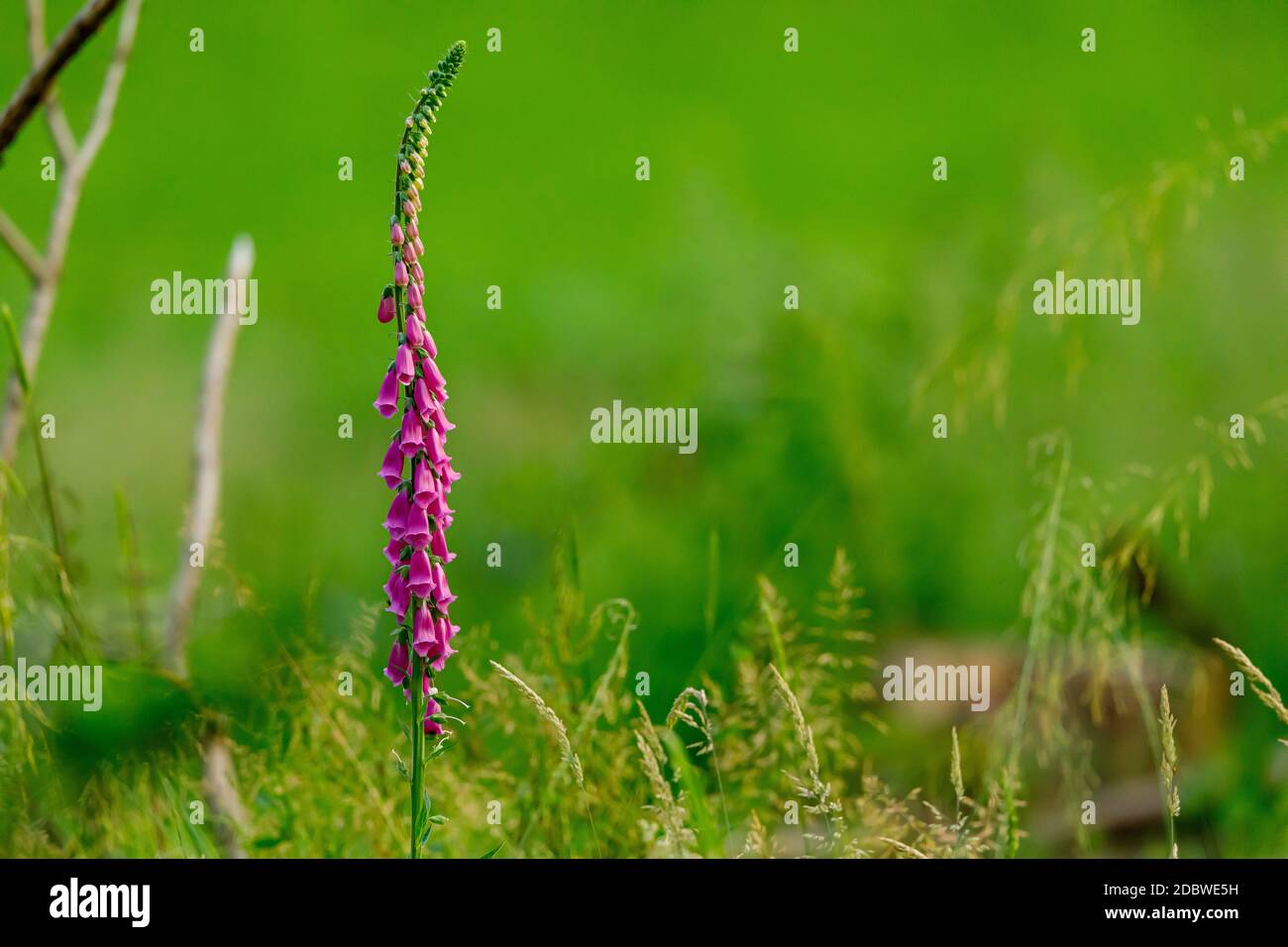 Thimble flower hi-res stock photography and images - Alamy