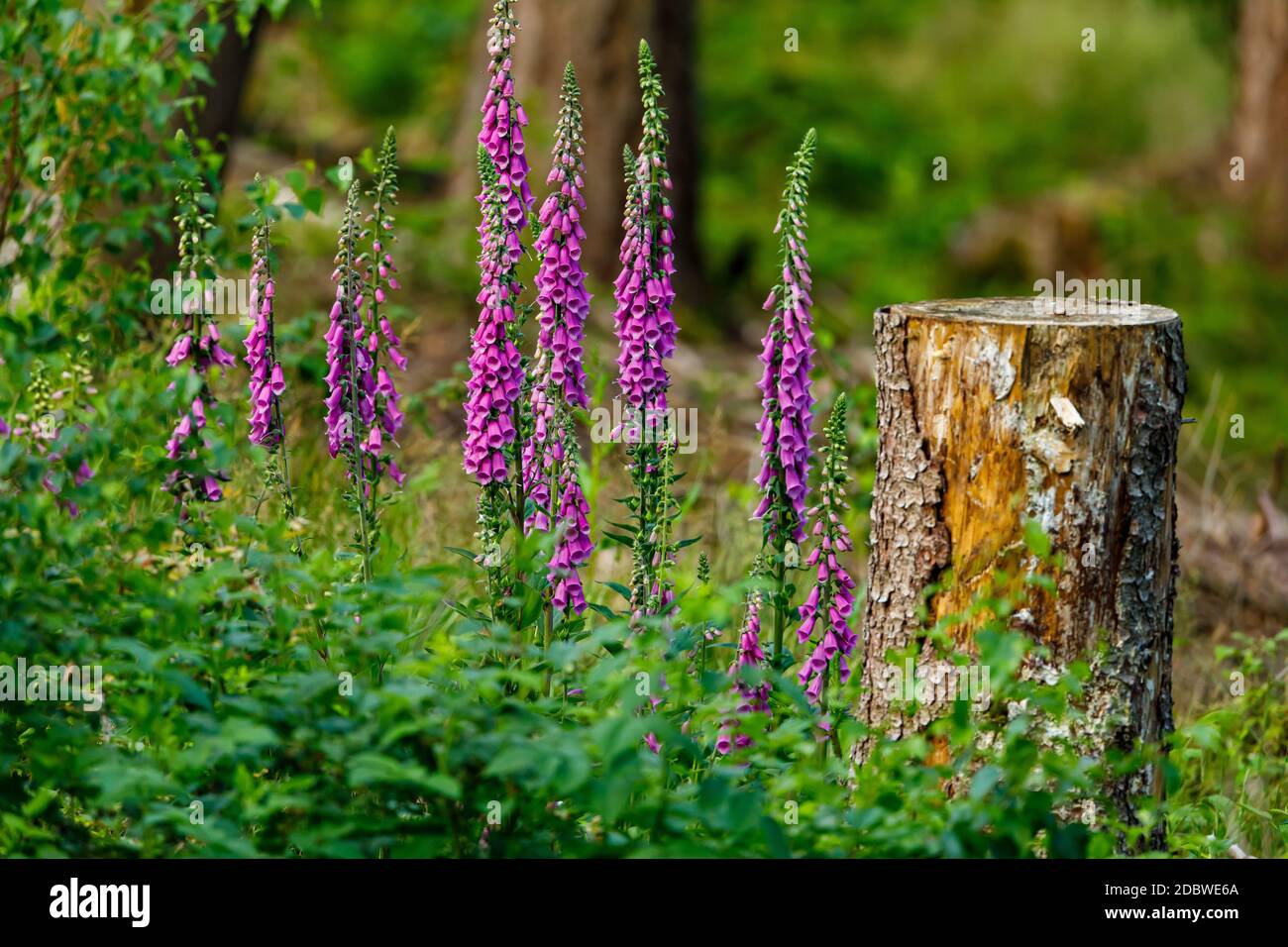Red thimble in the forest Stock Photo - Alamy