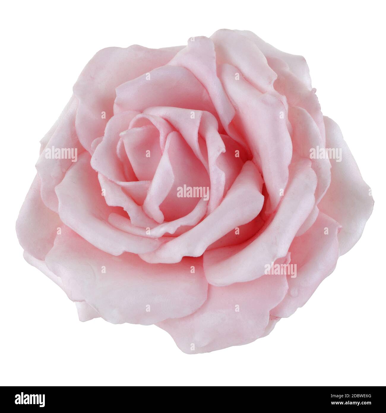 A single pink paper rose on white with clipping path Stock Photo - Alamy