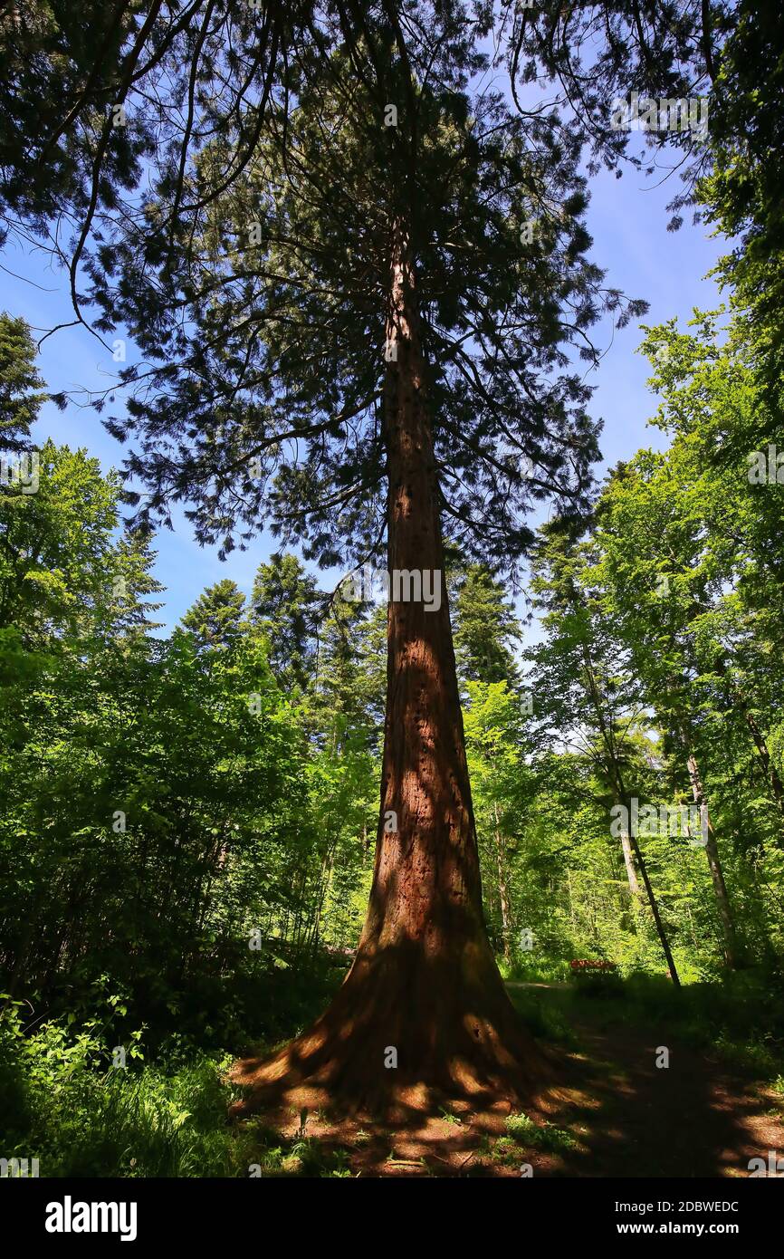 Sequoia in the environment of Sulz am Neckar Stock Photo - Alamy
