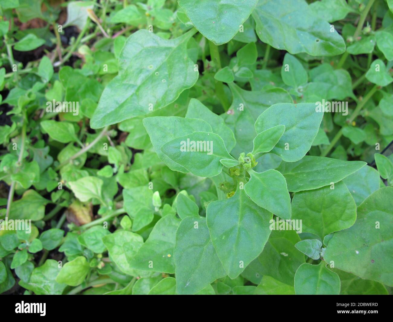 New Zealand spinach, Tetragonia tetragonioides, in the garden Stock ...