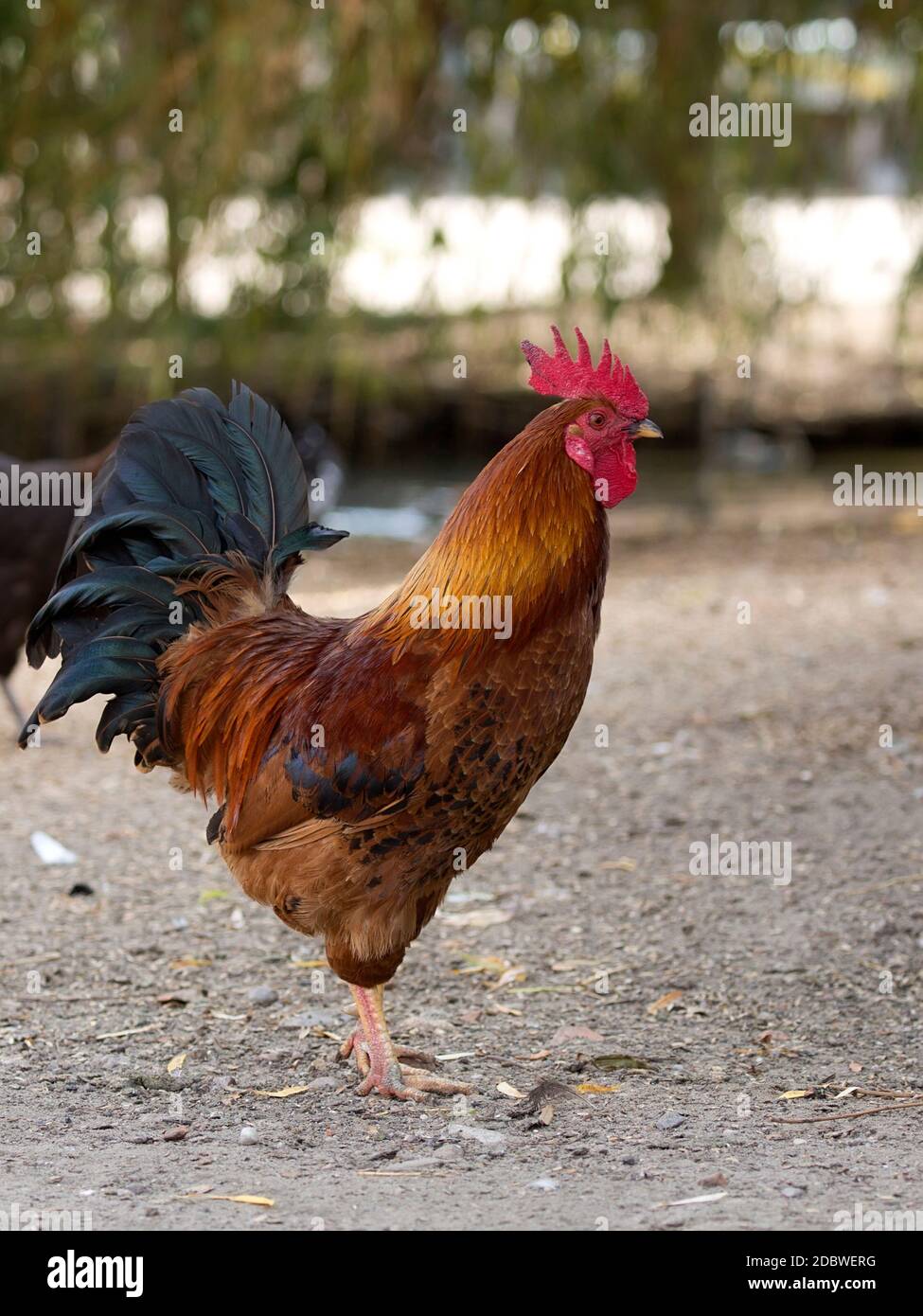 Rooster on the farm Stock Photo - Alamy