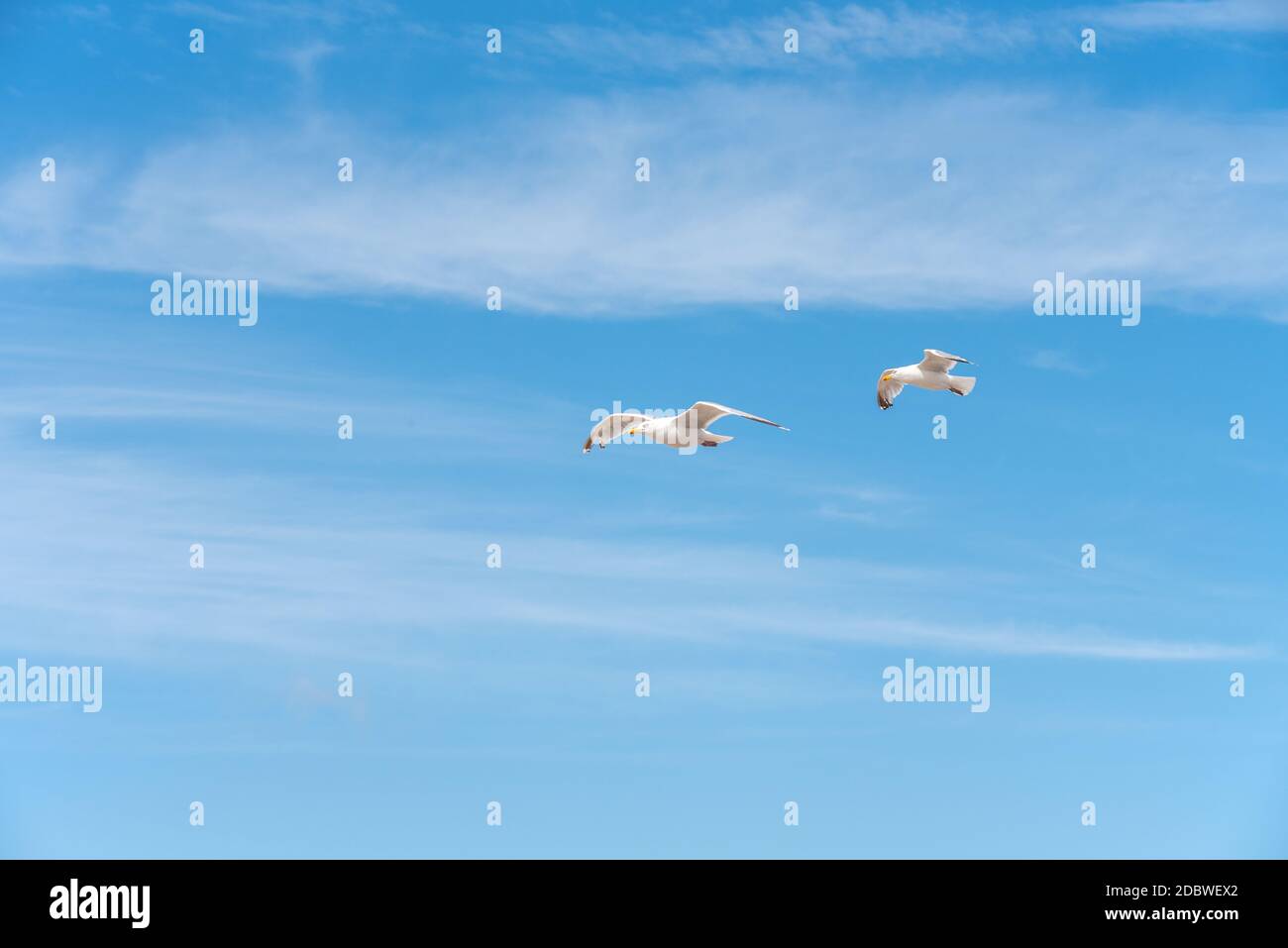 Gull wing shape hi-res stock photography and images - Alamy