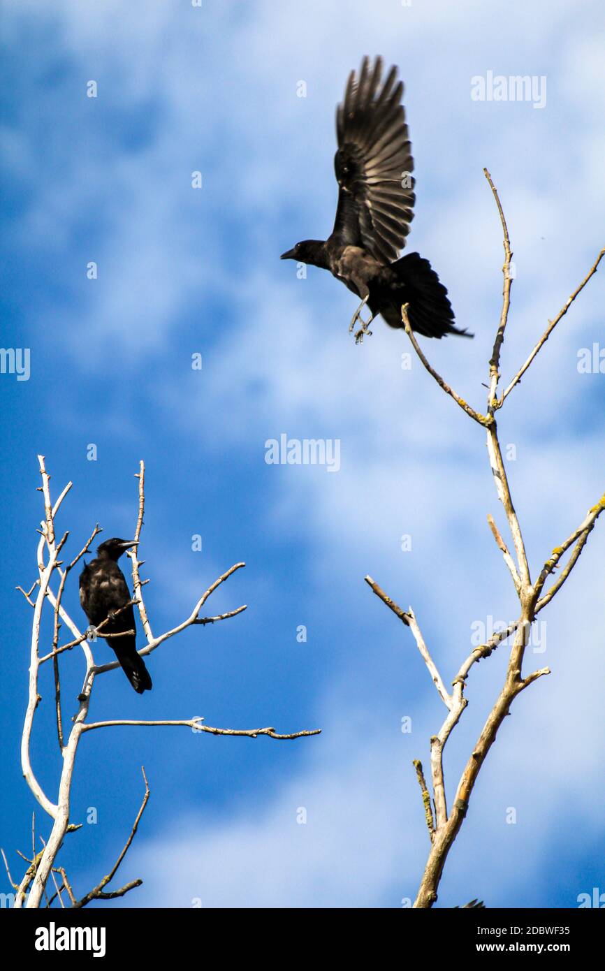 Crow landing on field hi-res stock photography and images - Alamy