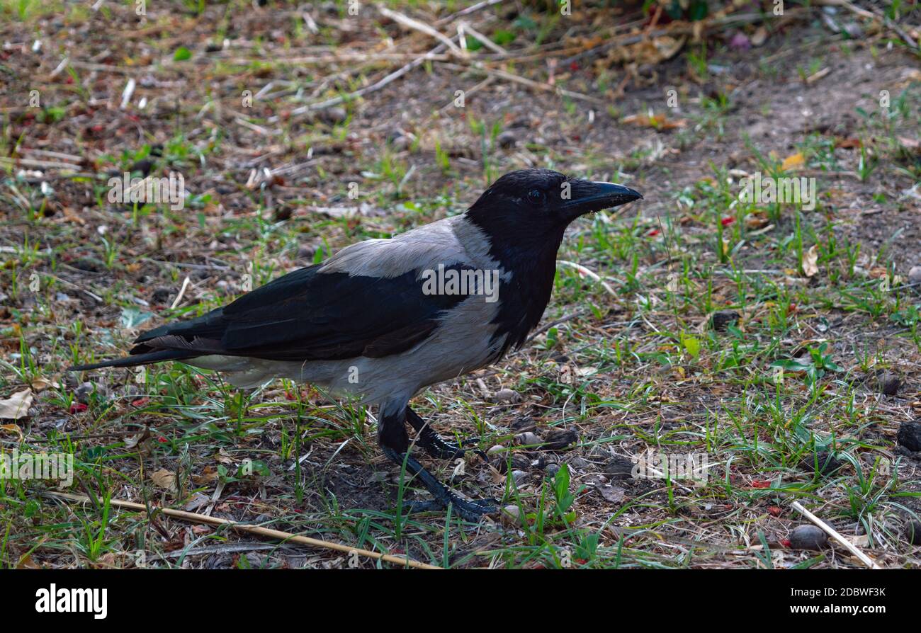 one gray crow, Corvus cornix , on a grass meadow seen close up Stock ...