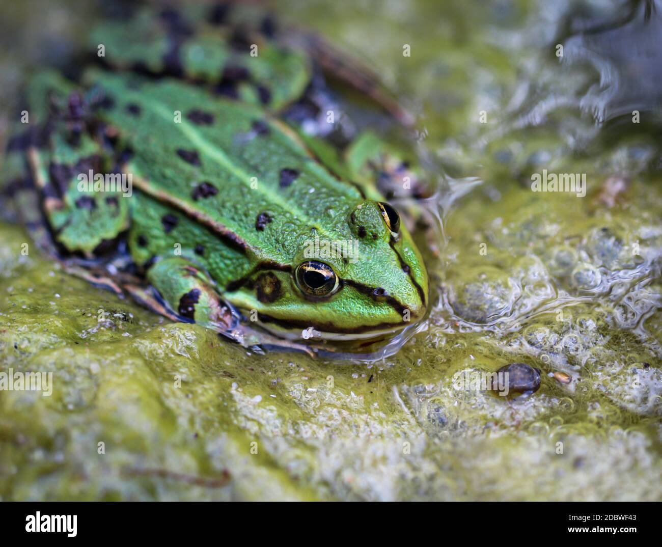 Portrait of a green pond frog on the edge of a body of water Stock ...