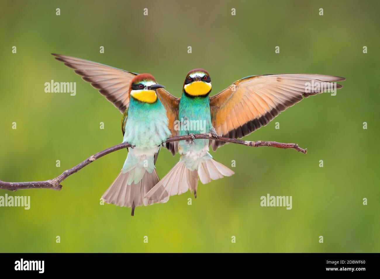 Two european bee-eater, merops apiaster, sitting on bough in summer ...