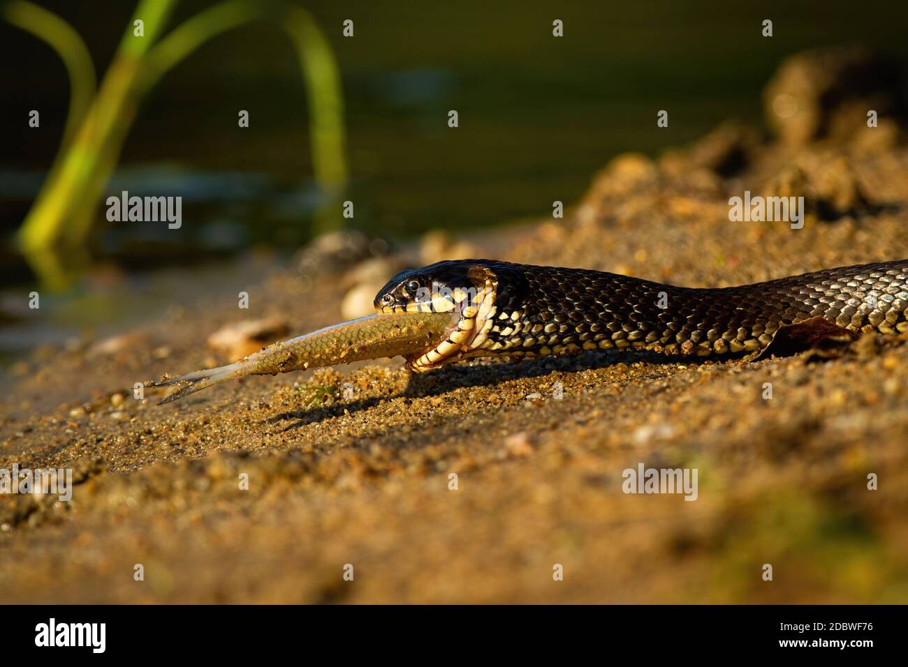Grass snake, natrix natrix, holding fish on riverside in summer sunset ...