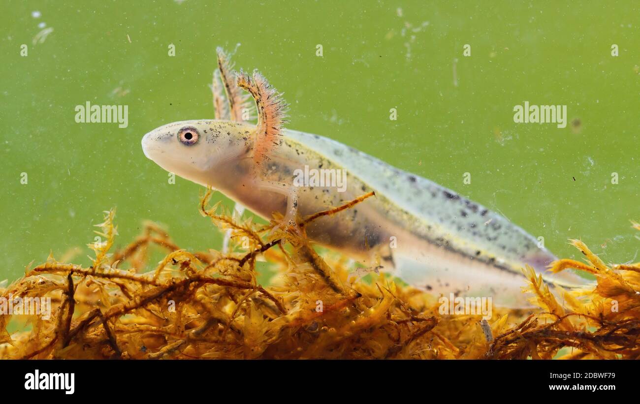 Danube crested newt, triturus dobrogicus, larva swimming in wetland ...