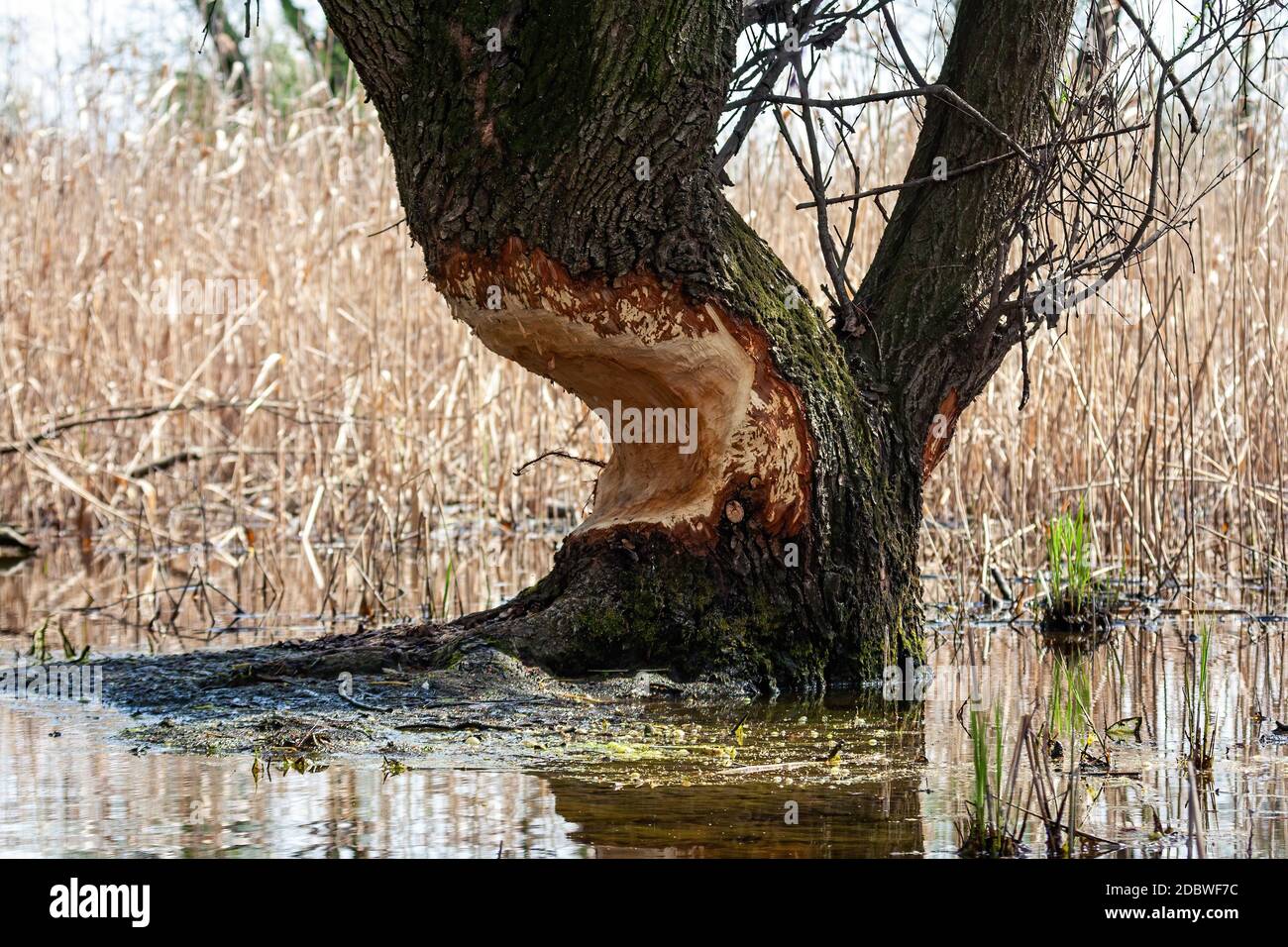 Thick tree standing on a river side gnawed from a beaver bending over ...