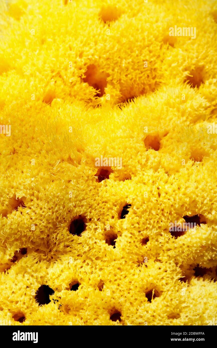 Sea sponge texture hi-res stock photography and images - Alamy