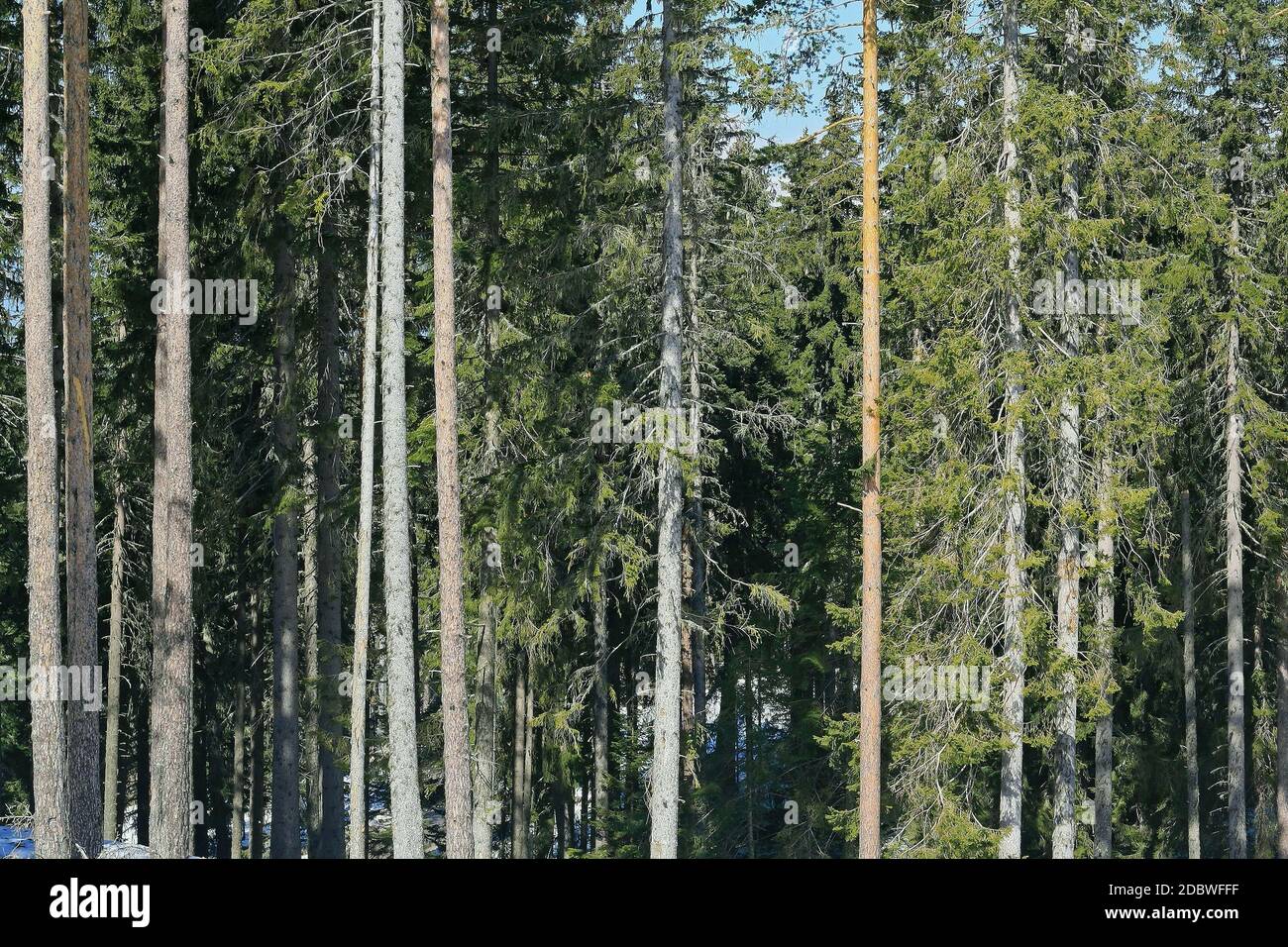 Evergreen tall pine wood trees Stock Photo - Alamy