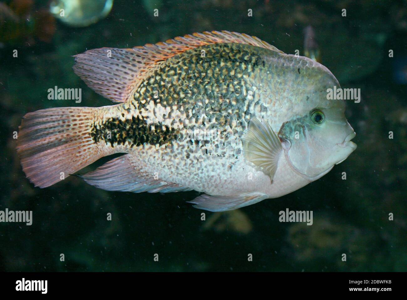A male fish, (Paratheraps synspilum) in side view Stock Photo - Alamy