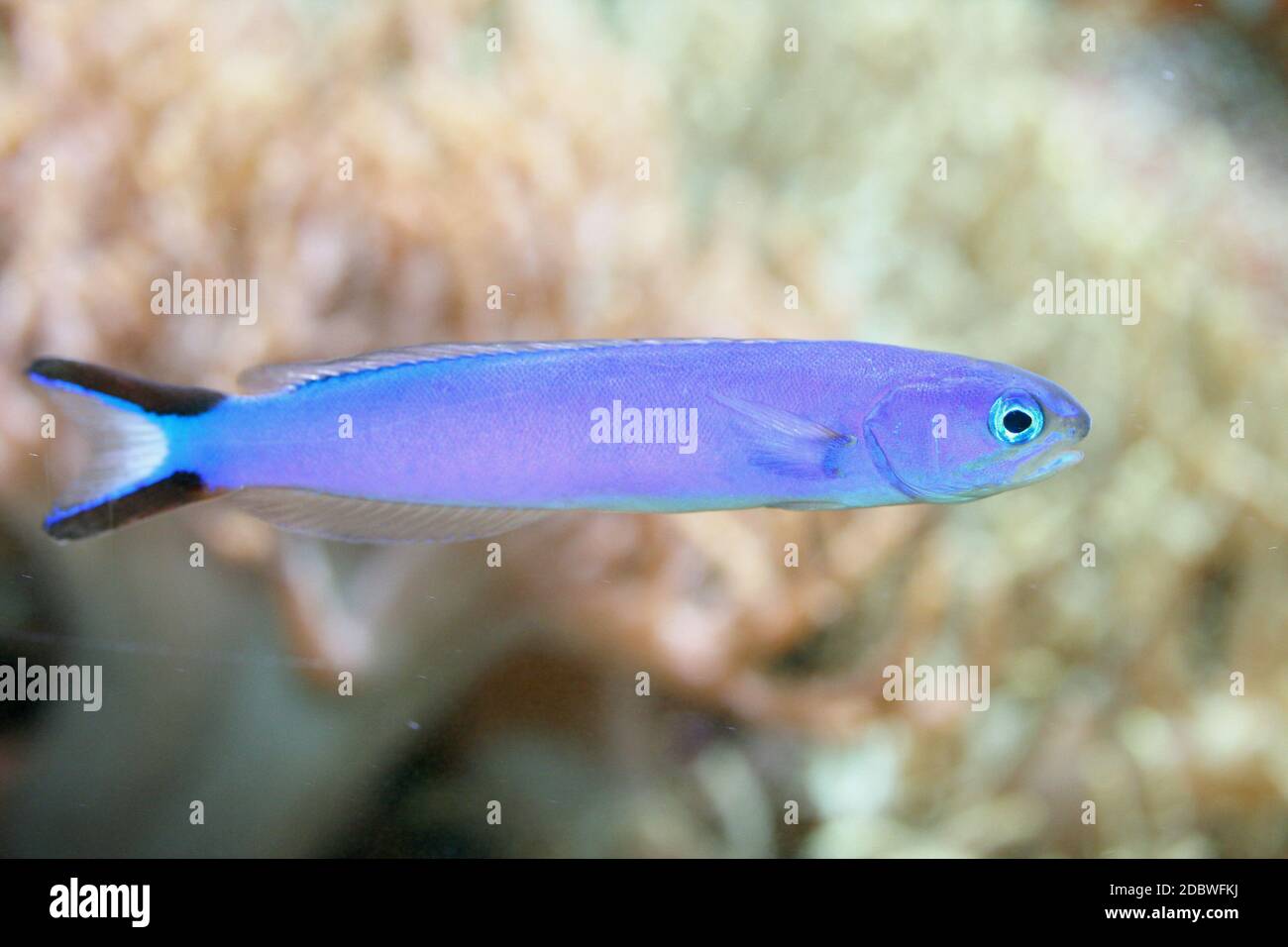 Seen a little blue fish from the side Stock Photo - Alamy