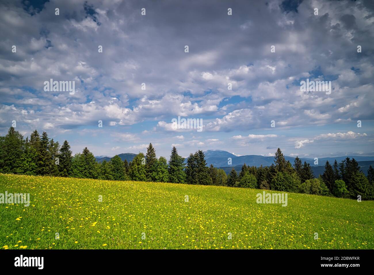 Summer Meadow, landscape with trees and beautiful clouds Stock Photo ...