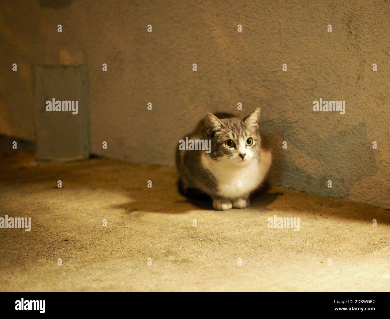 Street Cat in Los Angeles Stock Photo - Alamy