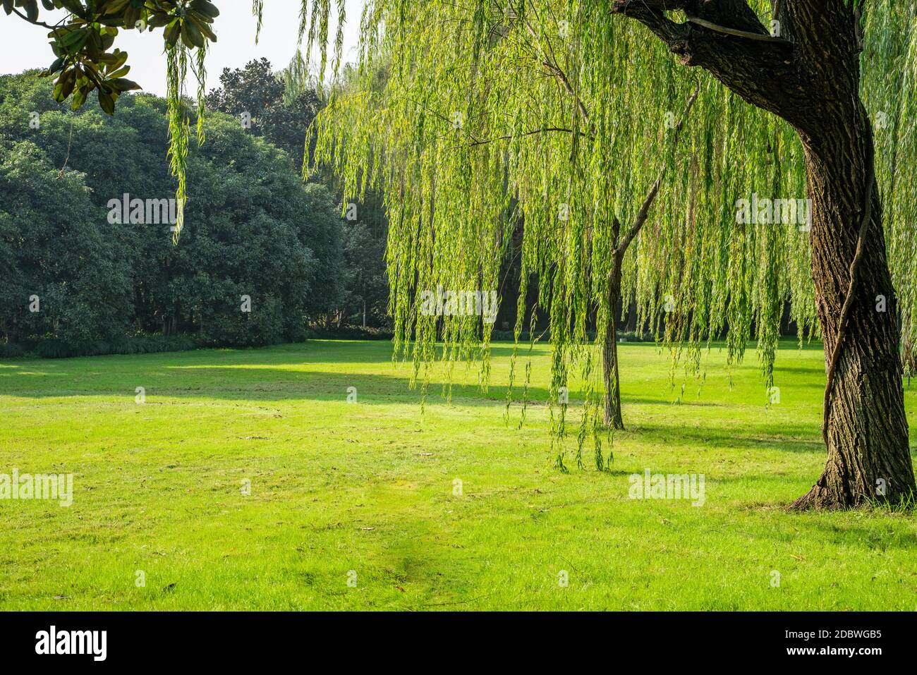 Weeping willow and green grass in a park Stock Photo - Alamy