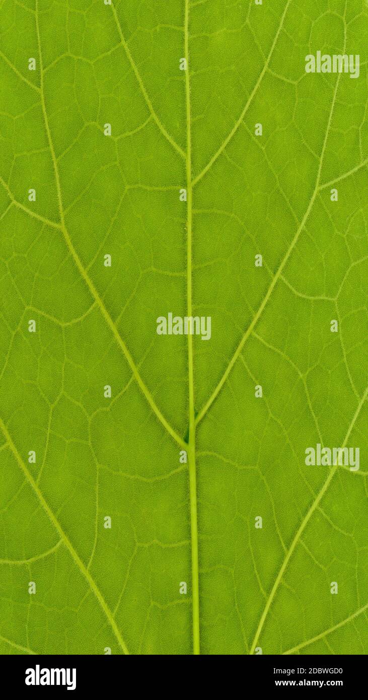 Nature themed 4K (16:9) mobile wallpaper: leaf texture Stock Photo - Alamy