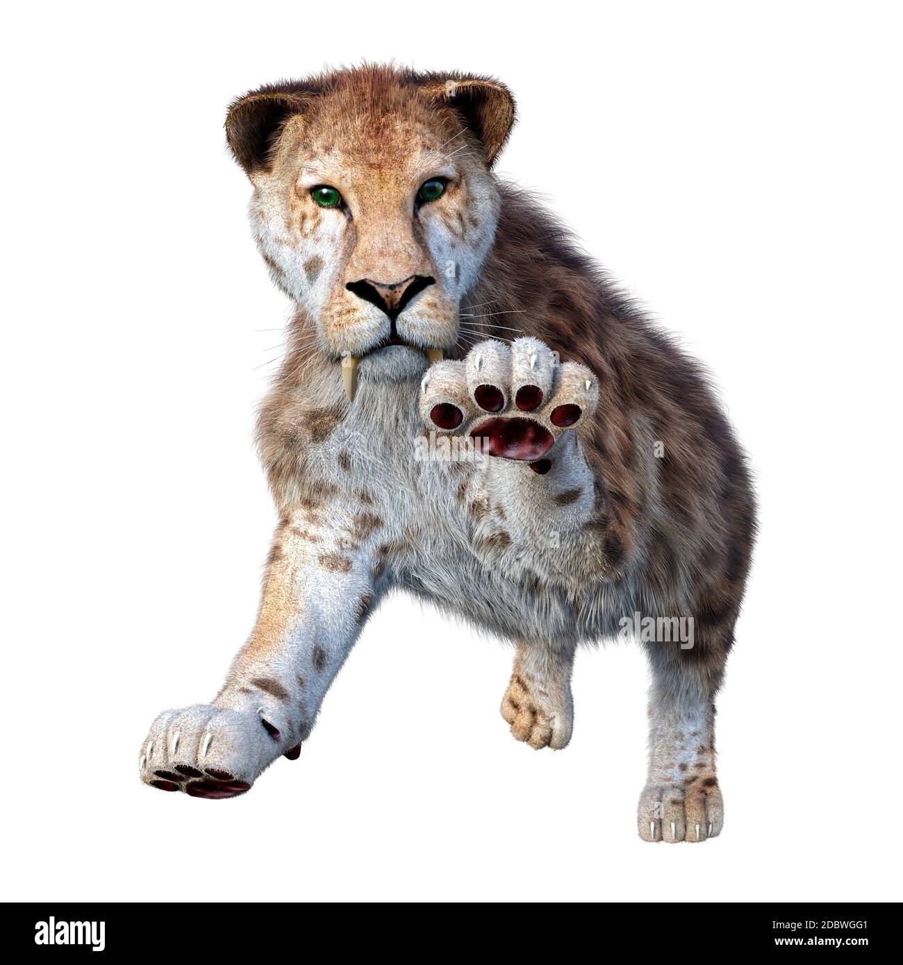 3D rendering of a sabertooth tiger isolated on white background Stock ...