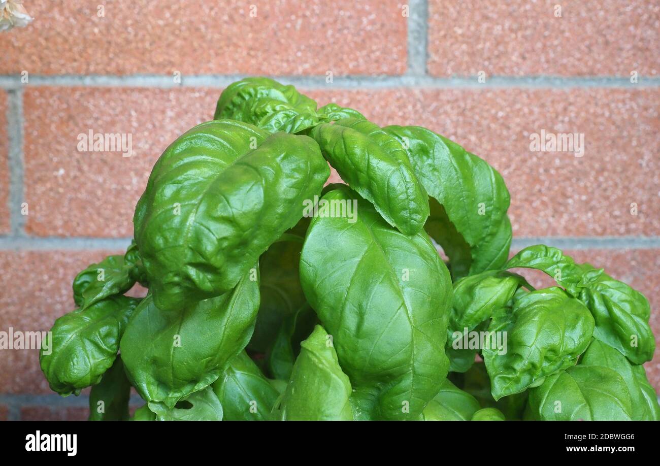 basil aka Thai basil or sweet basil plant (scientific name Ocimum ...