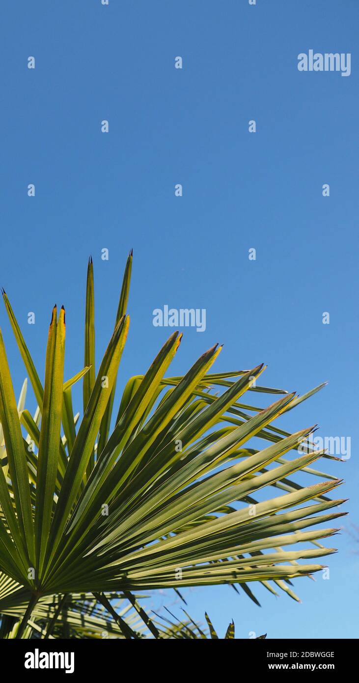 4k palm tree hi-res stock photography and images - Alamy