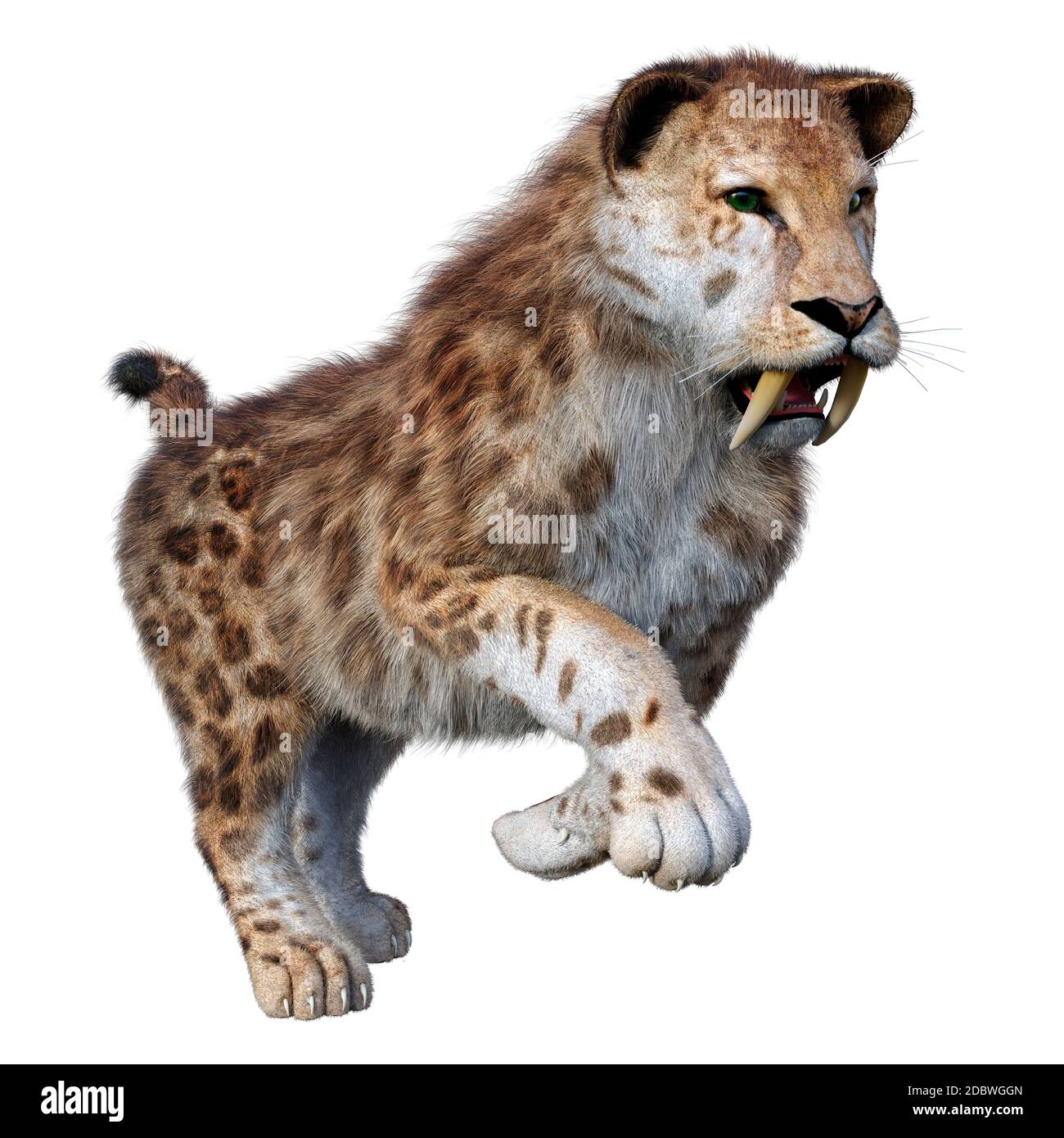 3D rendering of a sabertooth tiger isolated on white background Stock ...