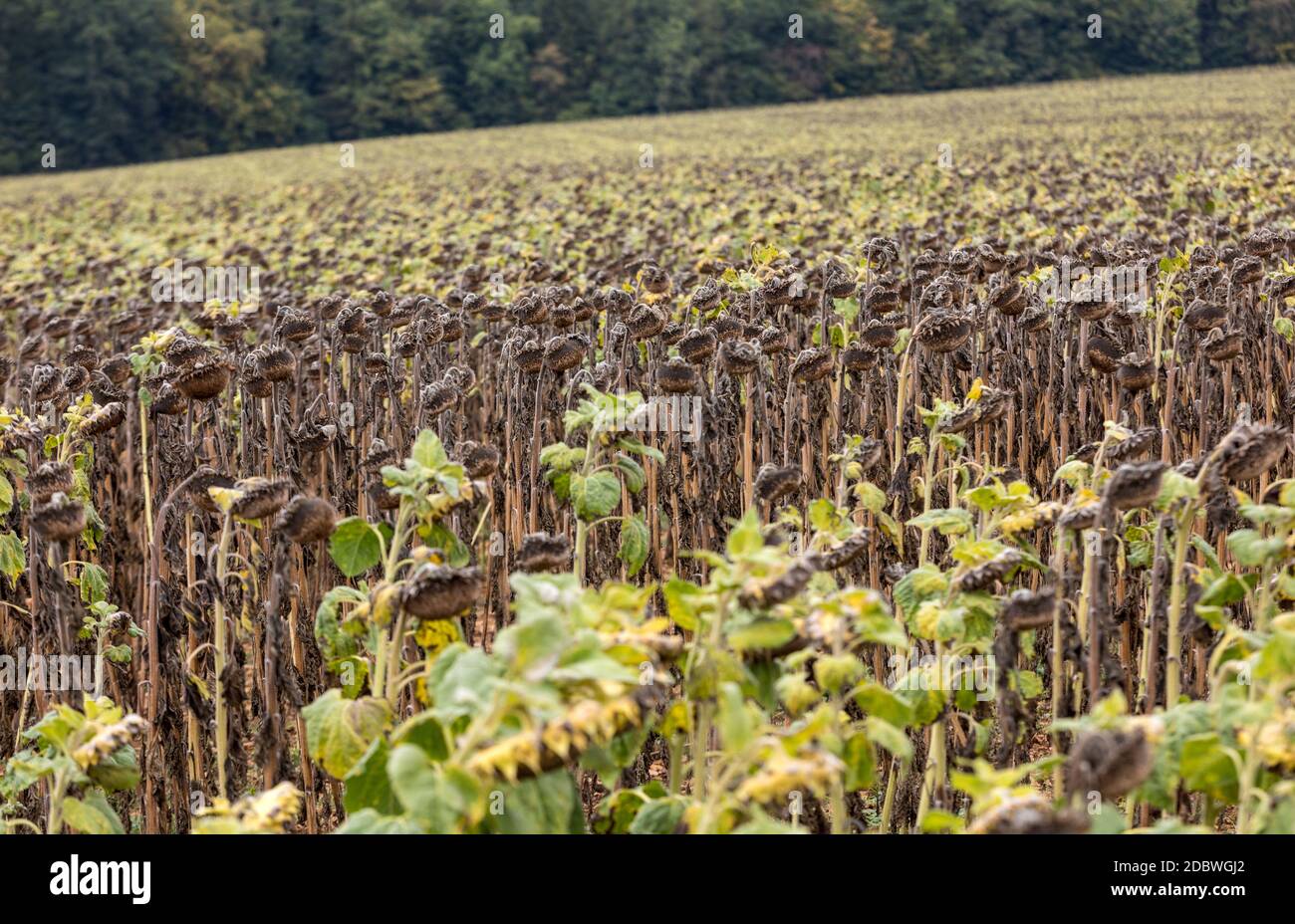 Field of drying sunflowers in Aquitaine. France Stock Photo - Alamy