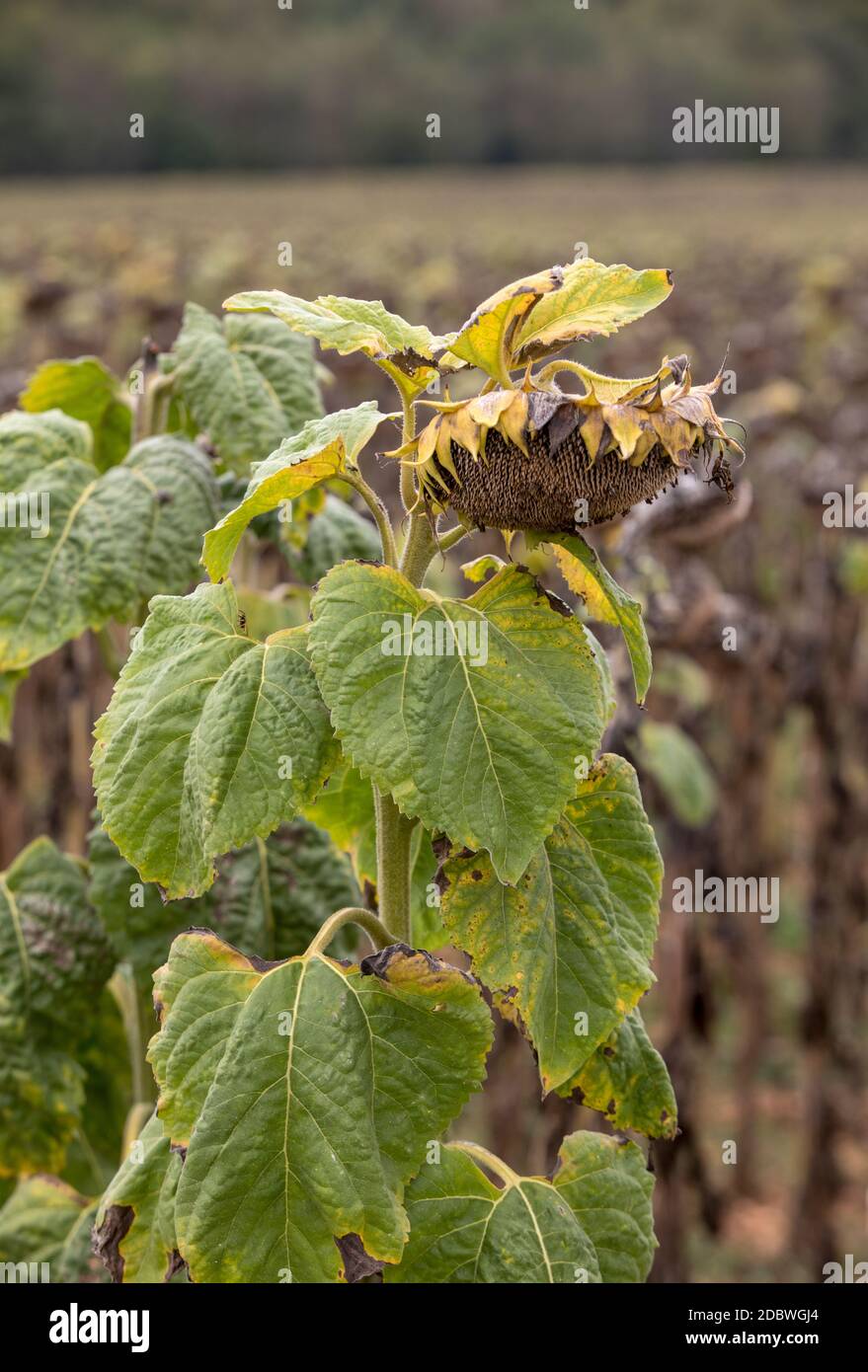 Drying sunflowers for seeds hi-res stock photography and images - Alamy
