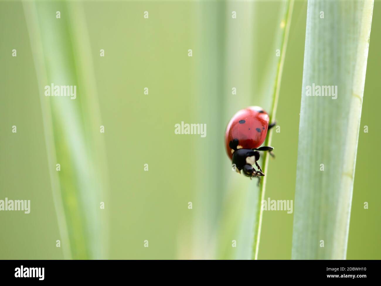 Macro of ladybug on a blade of grass in the morning sun Stock Photo - Alamy