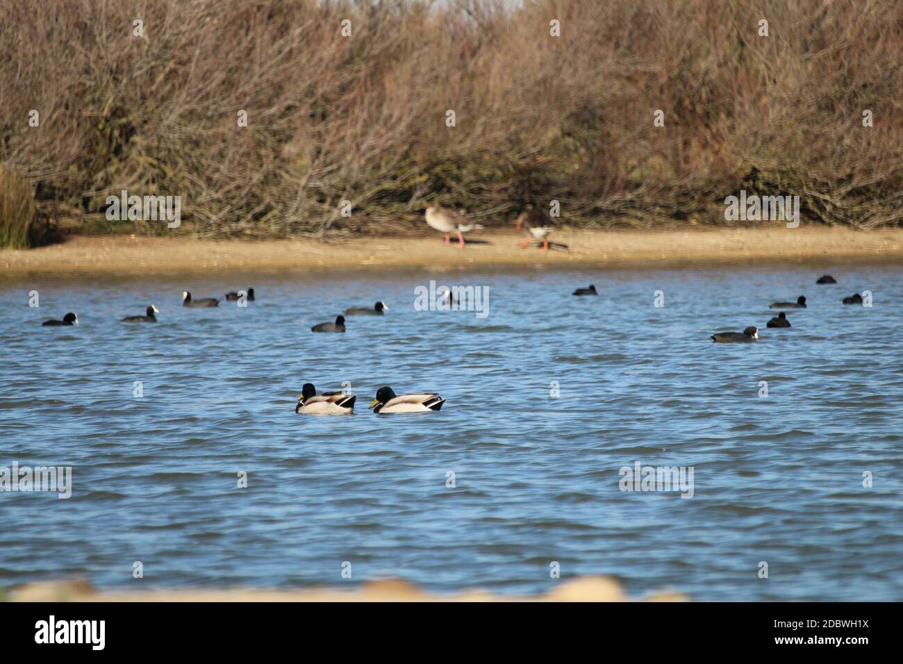 Freedom precious ducks in living life to its wide Stock Photo - Alamy