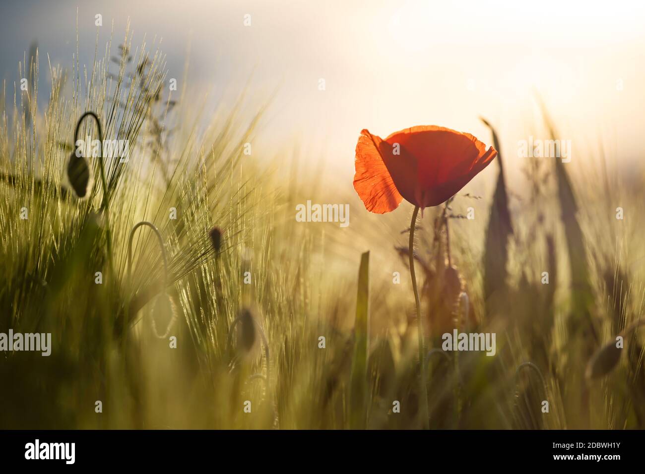 Wild poppy flower close-up. Fresh summer background Stock Photo - Alamy