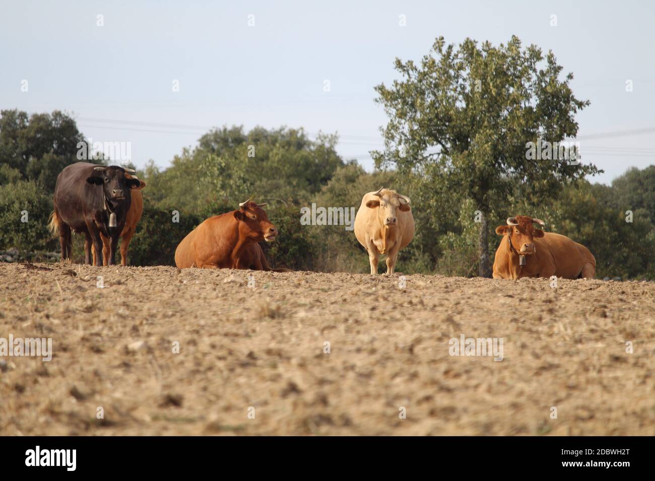 Beautiful photo of cows of great size and weight Stock Photo - Alamy