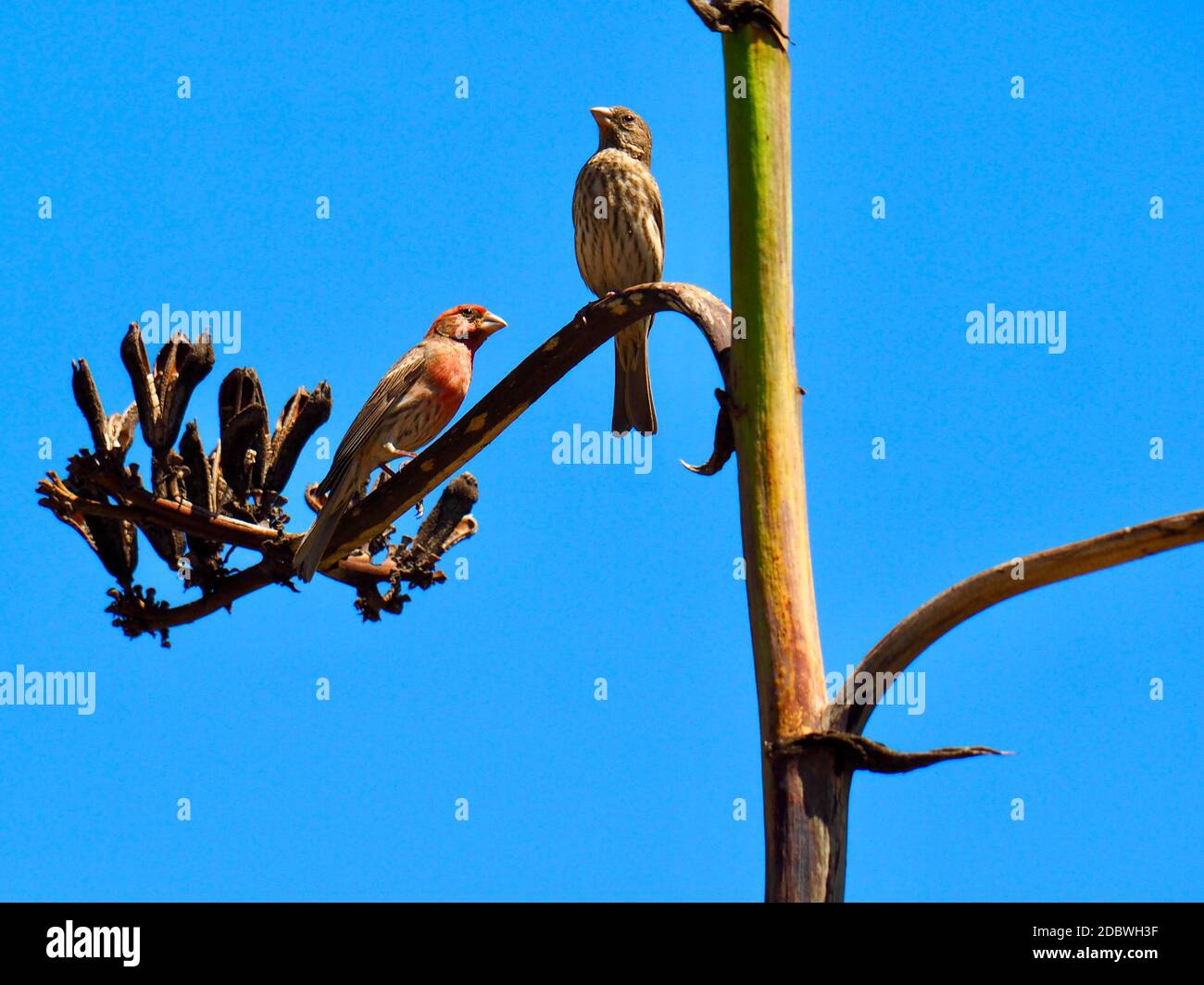 Red headed sparrows with succulent flowers Stock Photo - Alamy