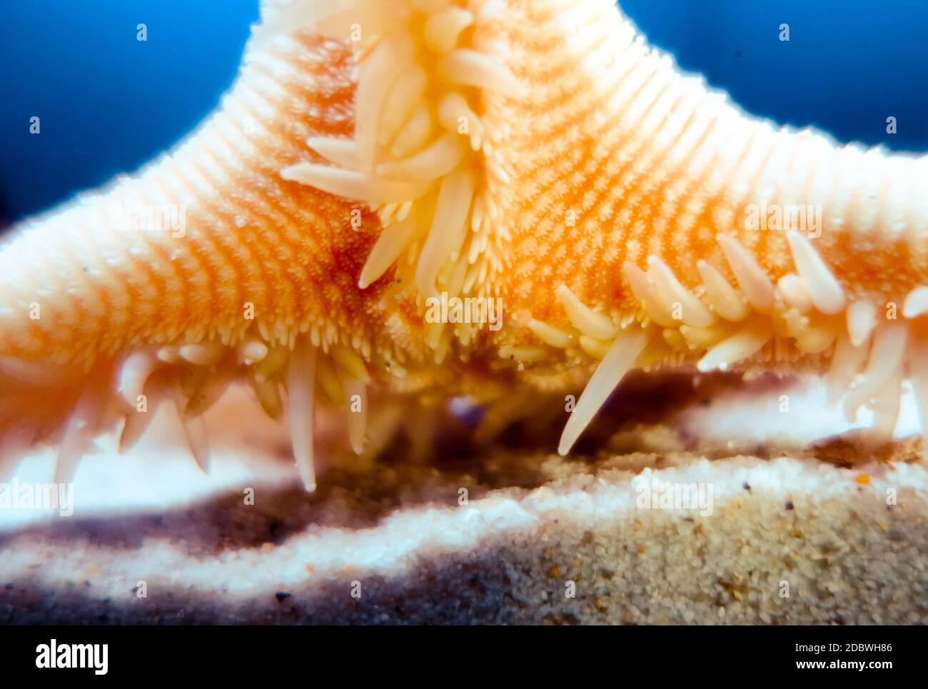 Starfish underwater close-up view. Macro photography Stock Photo - Alamy