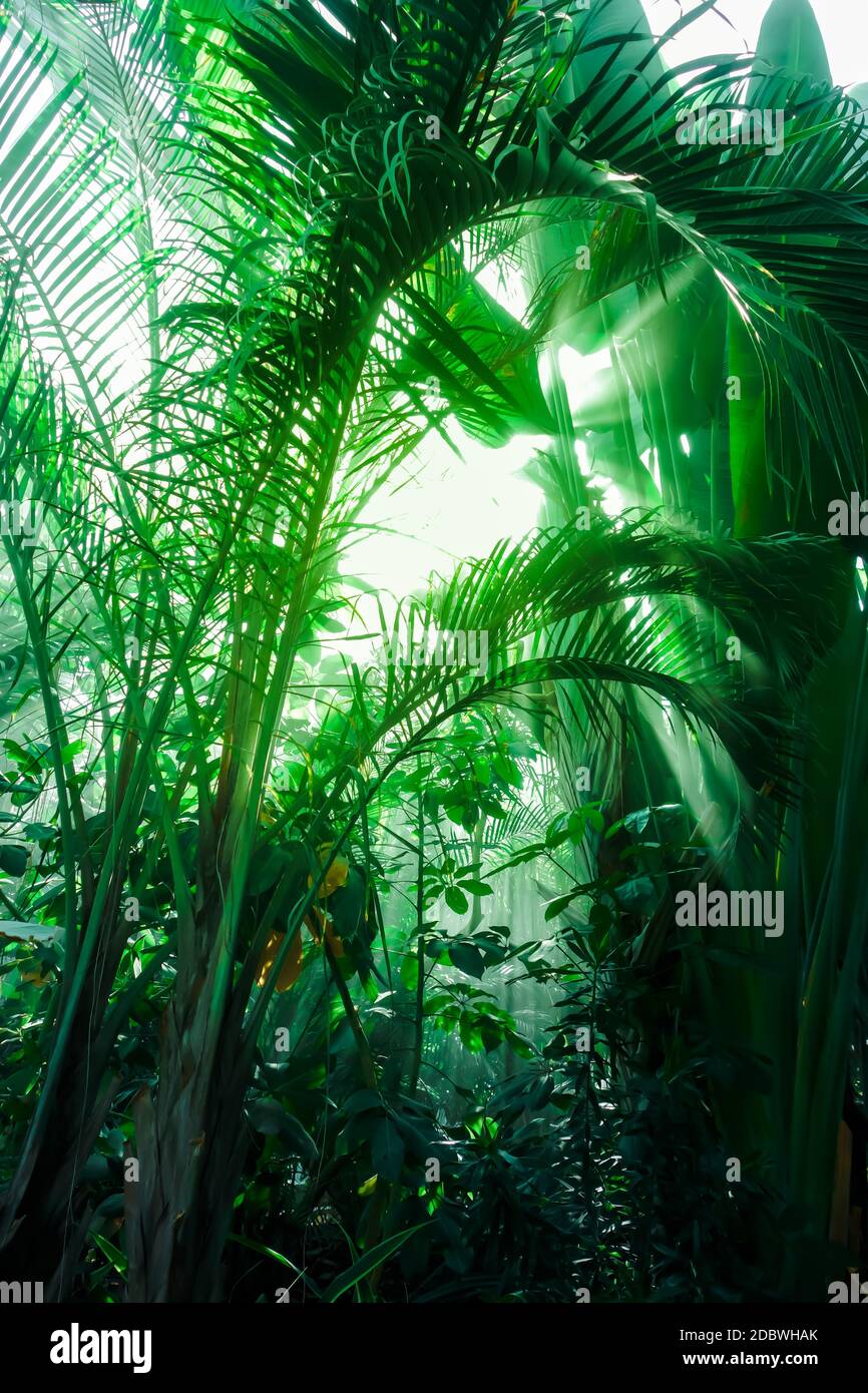 Light ray in a Jungle rainforest. Tropical background Stock Photo - Alamy