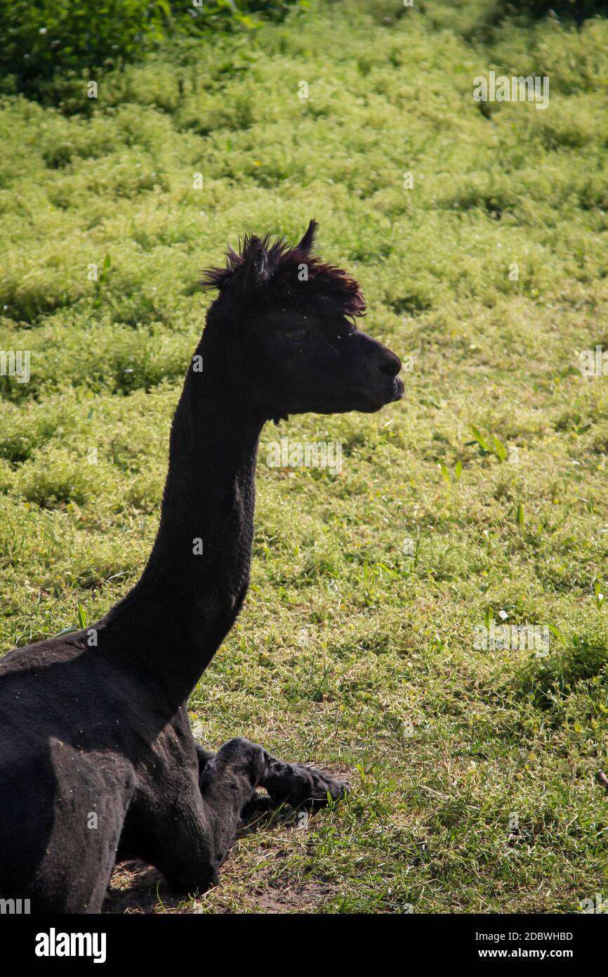 Alpacas in a pasture. They deliver very good wool Stock Photo - Alamy