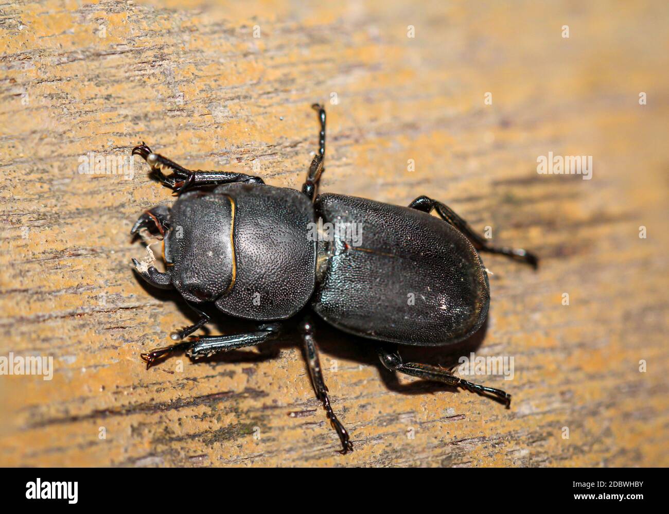 Close up or portrait of a female stag beetle Stock Photo - Alamy