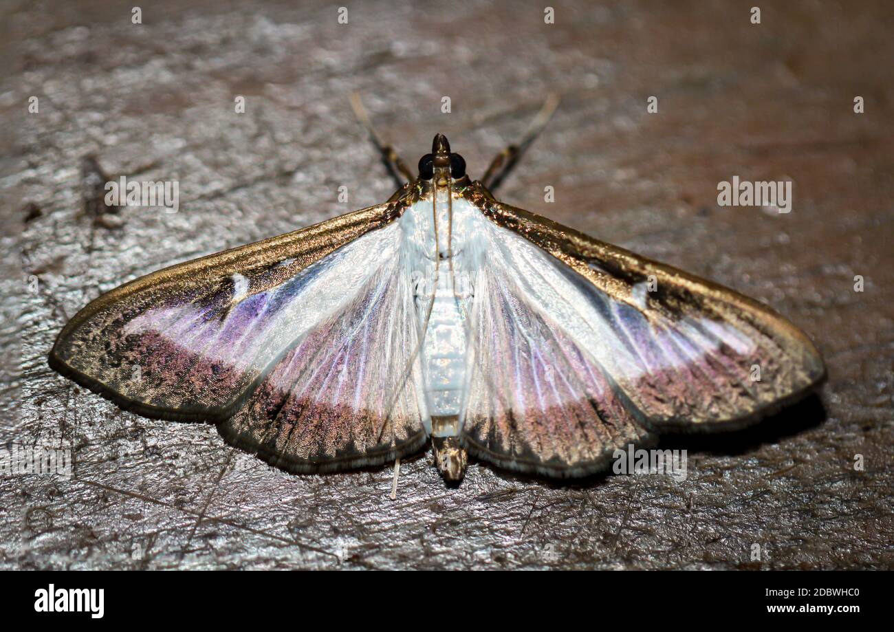 A close-up of a boxwood borer sitting on a board Stock Photo - Alamy