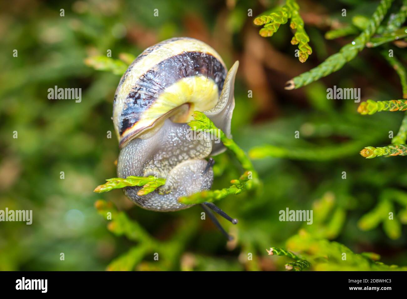 Close-up of a ribbon snail. The ribbon snails belong to the land lung ...