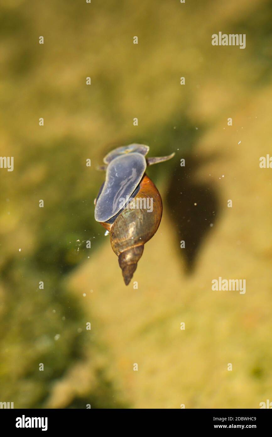 Lymnaea stagnalis hi-res stock photography and images - Alamy