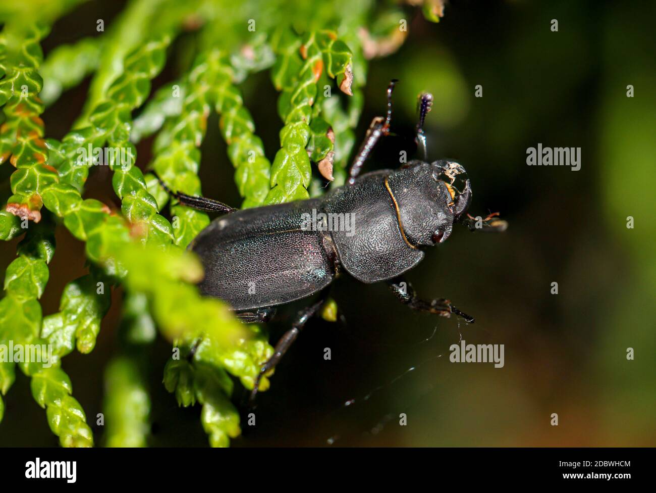 Close up or portrait of a female stag beetle Stock Photo - Alamy