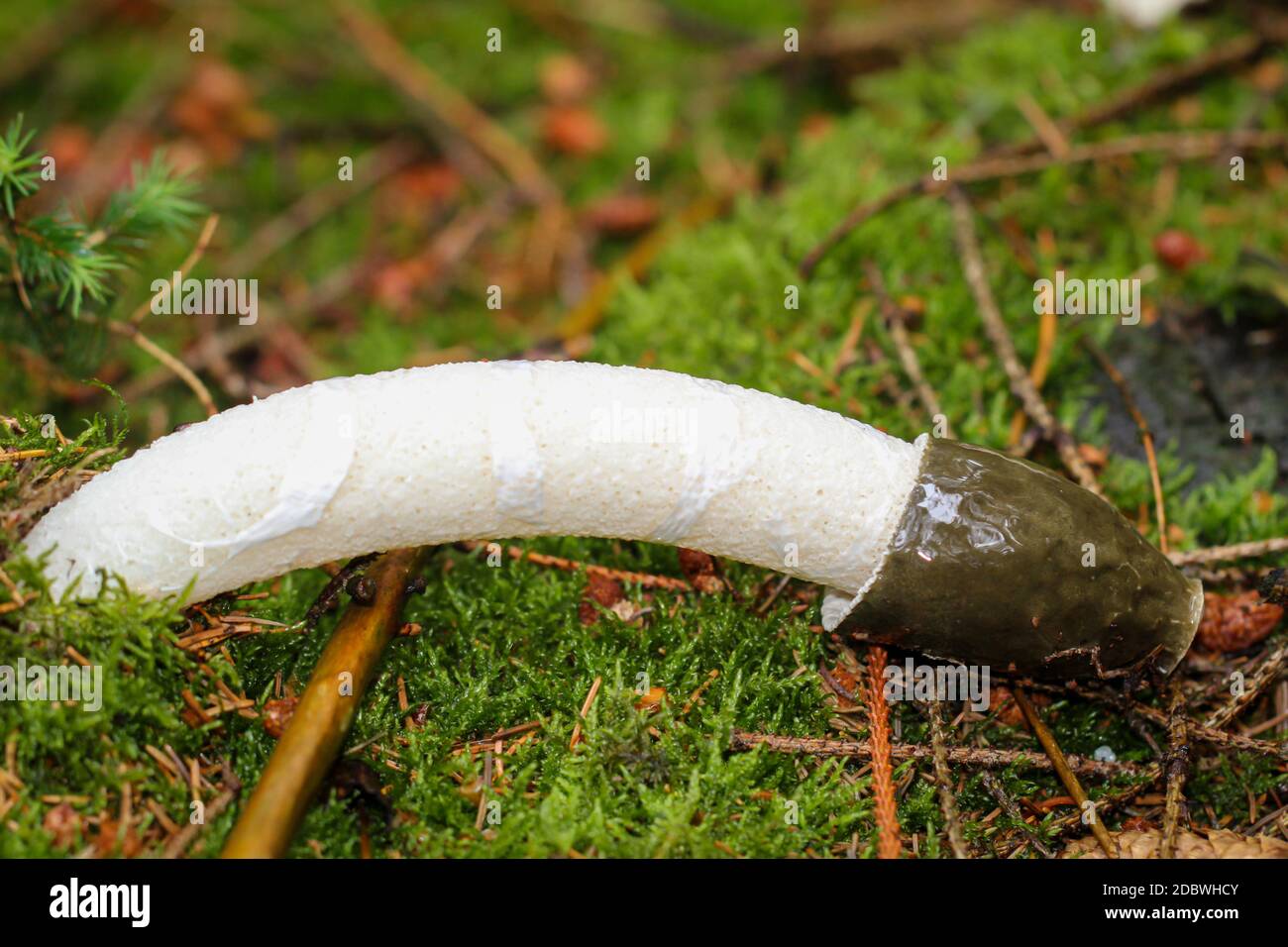 Close-up of a morel in the forest. The morels are mushrooms Stock Photo ...