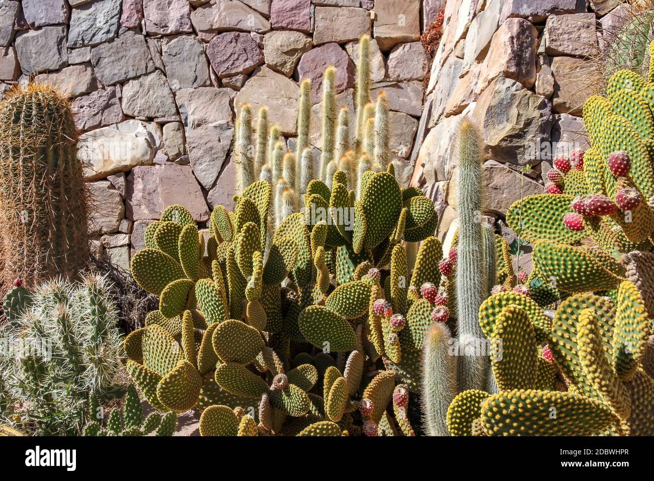 Argentina south america cardon cactus hi-res stock photography and ...