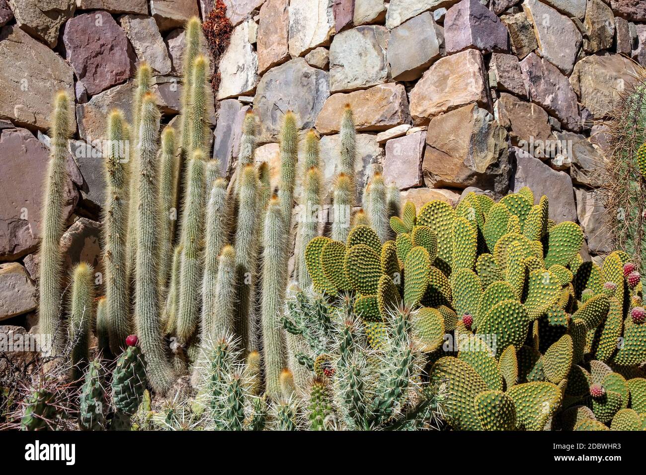 Argentina trichocereus hi-res stock photography and images - Alamy